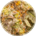 Real Growers Recharge – Professional Strength Natural Plant Growth ...