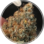 Real Growers Recharge – Professional Strength Natural Plant Growth ...