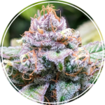 Real Growers Recharge – Professional Strength Natural Plant Growth ...