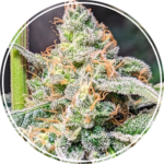 Real Growers Recharge – Professional Strength Natural Plant Growth ...